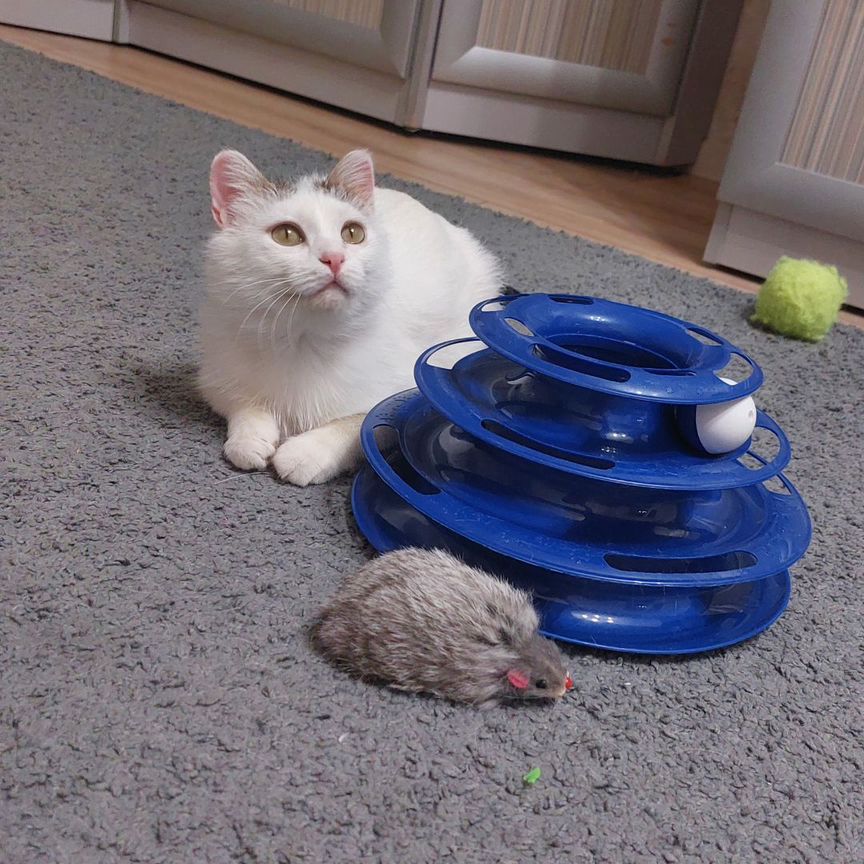 Стерелизованная кошечка Дашуня