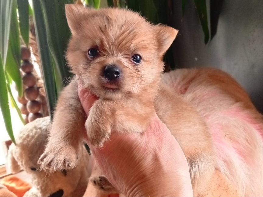 Мальчик Шорк