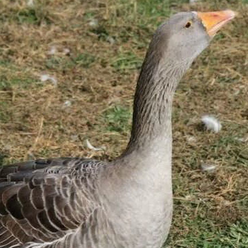 Крупные серые гуси