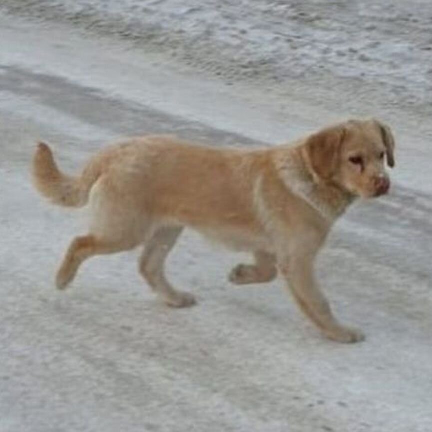 Собачка Лабрадор потерялась