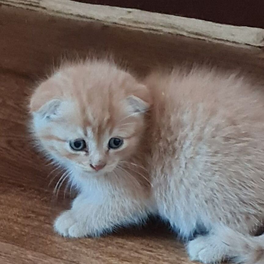 Котёнок мальчик полтора месяца