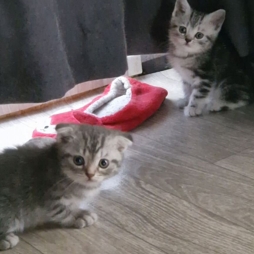 Продам шотландских котят