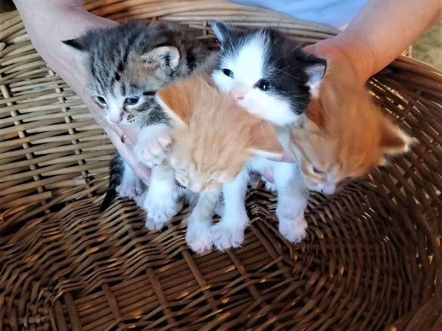 Котята в добрые руки бесплатно