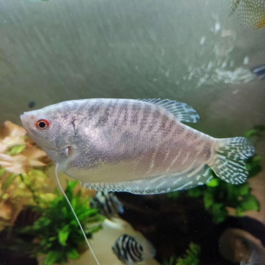 Платиновая Гурами Снежинка