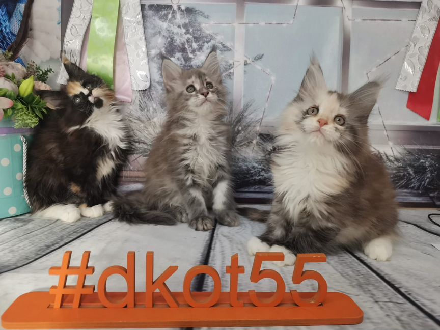 Котята мейн-кун