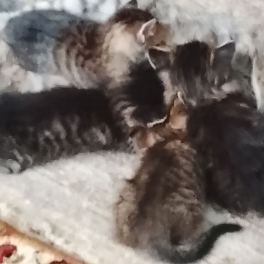 Котёнок в добрые руки