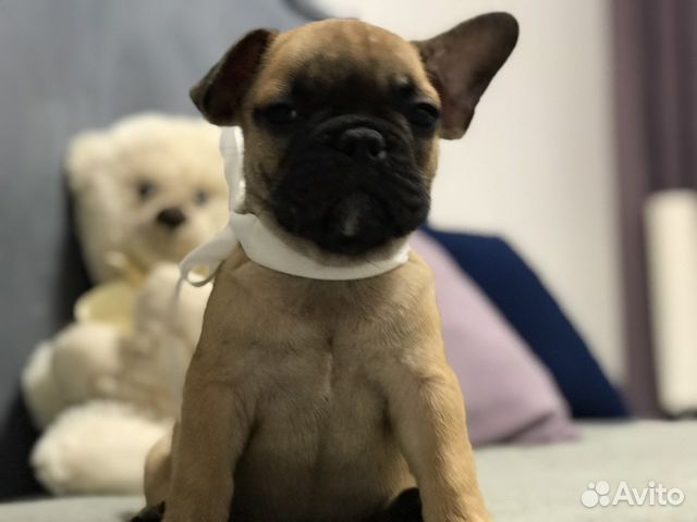 Французский бульдог мальчик
