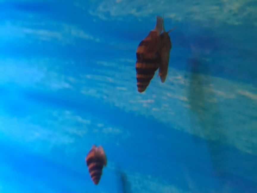 Улитка Хелена