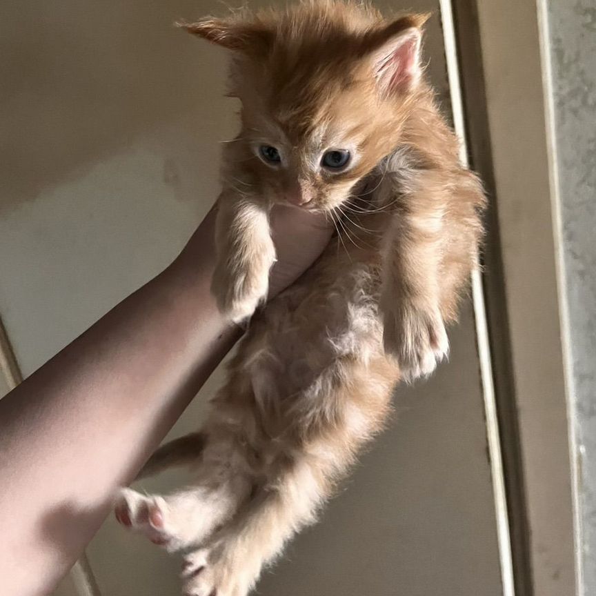 Мейн-кун котёнок