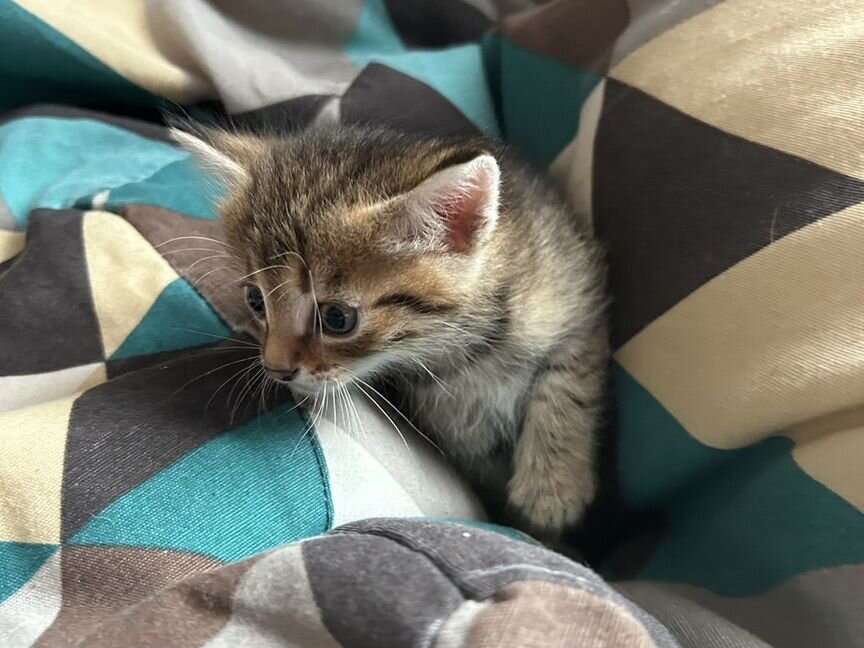 Котята в добрые руки 1 месяц