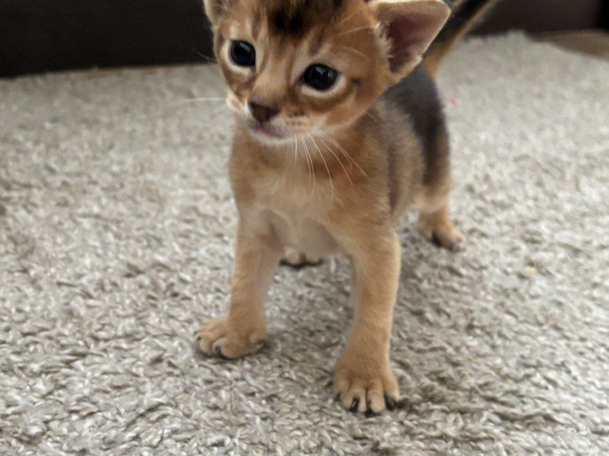 Абиссинская