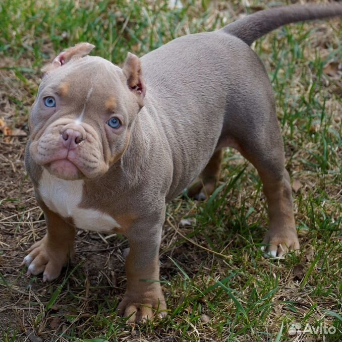 Породные детки американского булли