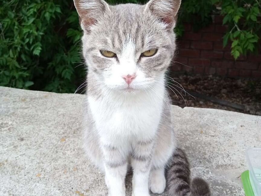 Кошка добрые руки