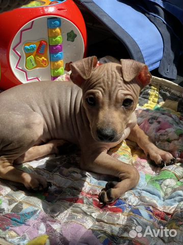 Агт. Американский голый терьер. Лысая собака