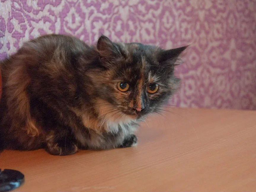 Кошка