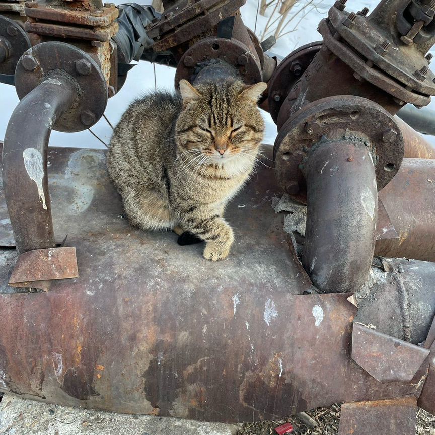 Бездомный котик со сломанной лапкой