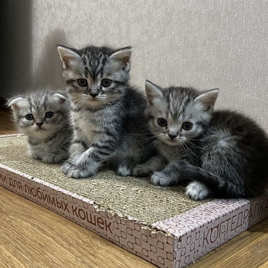 Шотландские котята