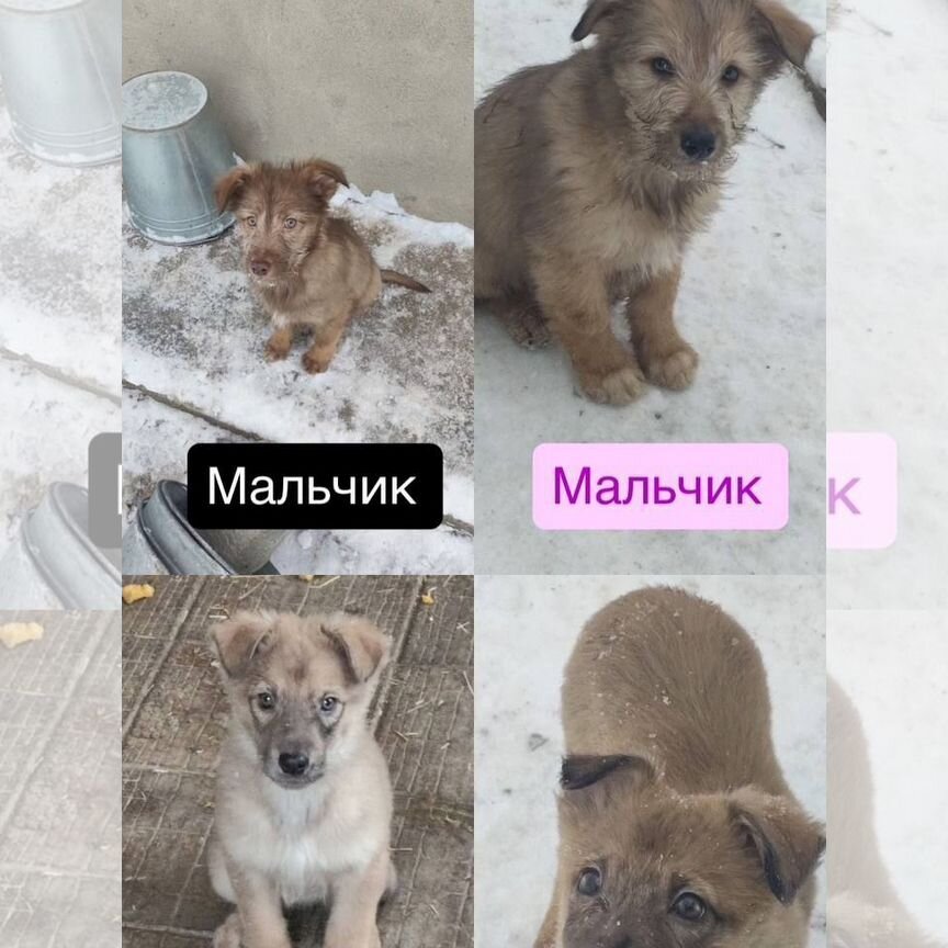 Щенок в добрые руки