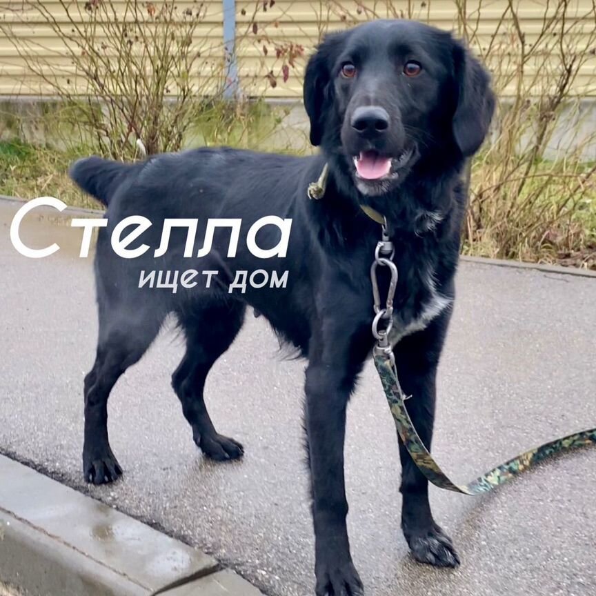 Русский охотничий спаниель, щенок