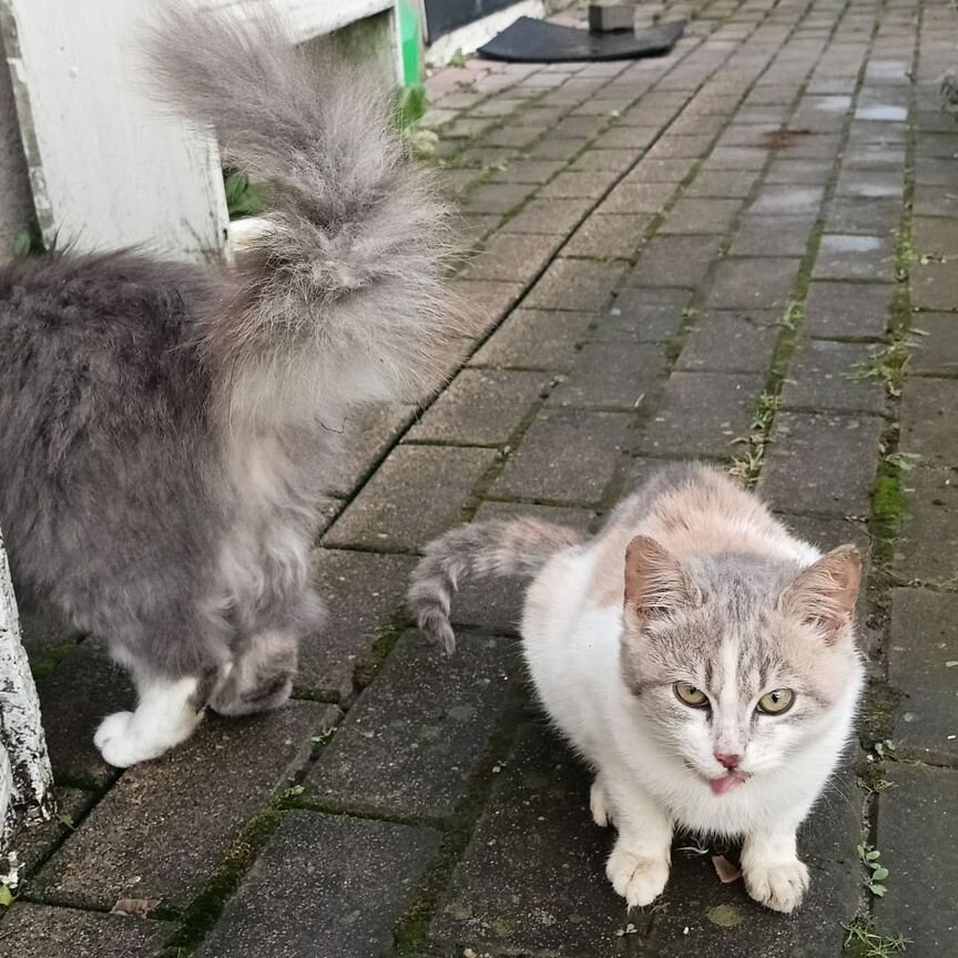 Котёнок в добрые руки