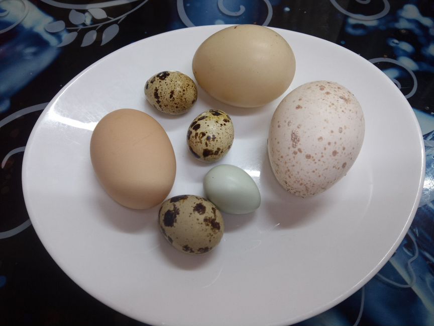 Инкубационное яйцо перепелов, индюков, индоутки