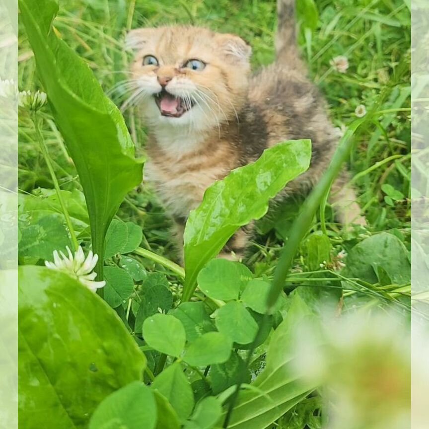 Шотландский вислоухий котик