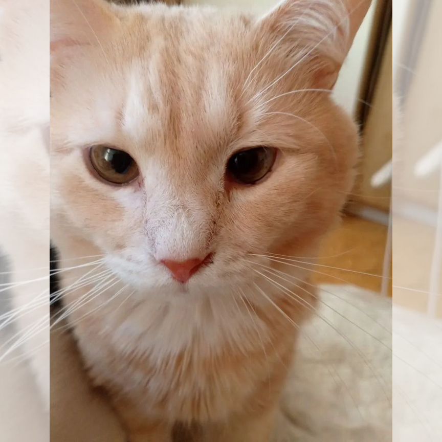 Взрослый кот в добрые руки