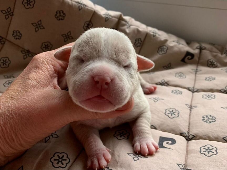 Американский булли