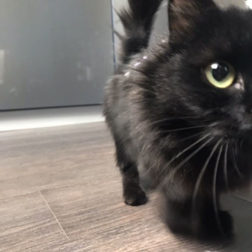 Котейка ищет дом