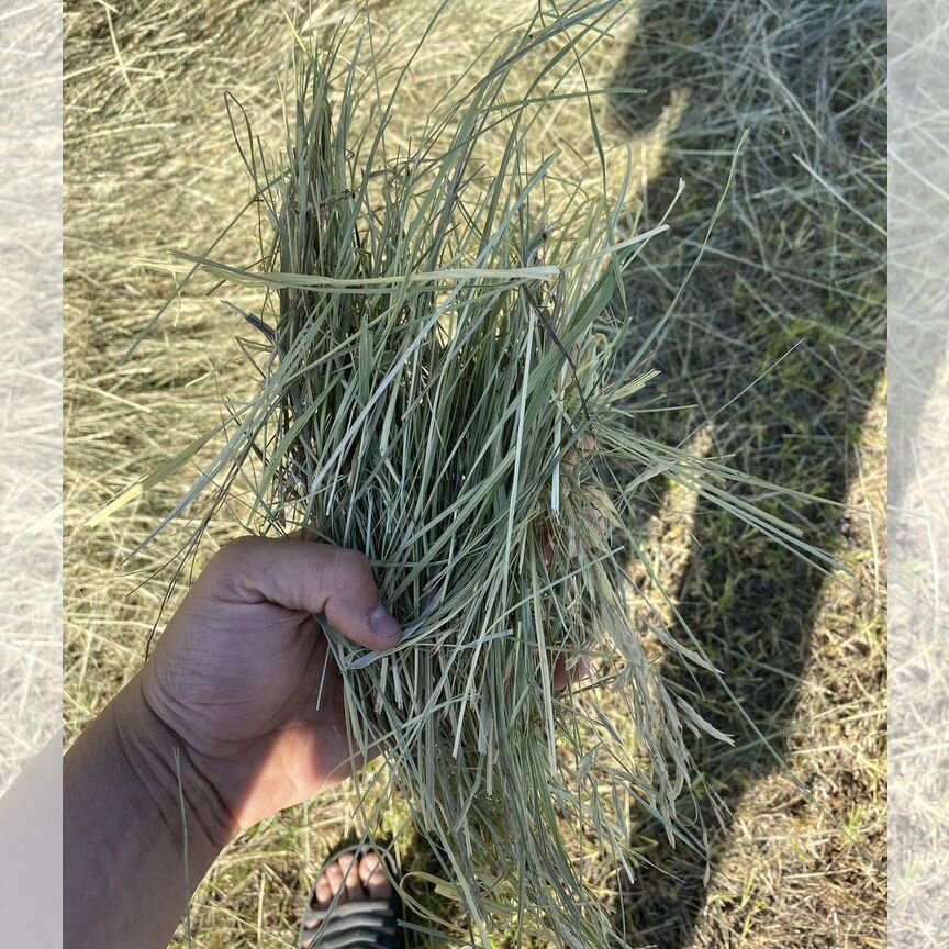 Продам сено 2025