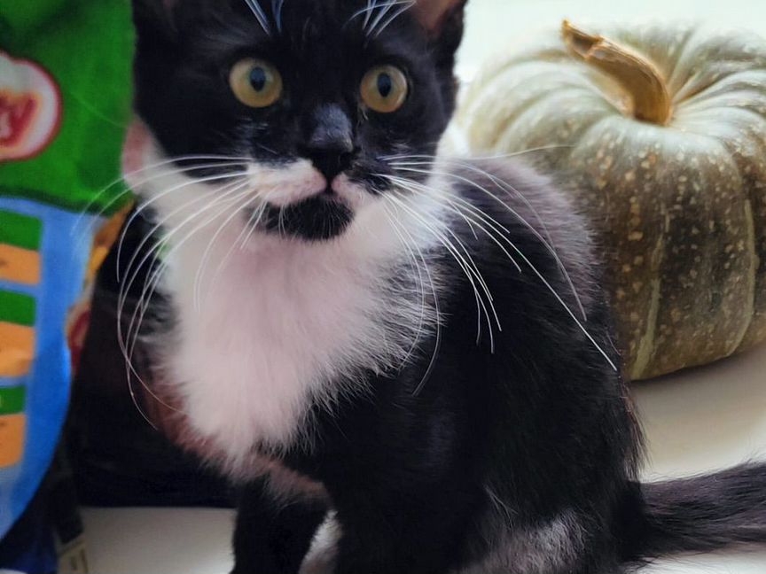 Котенок деовчкв