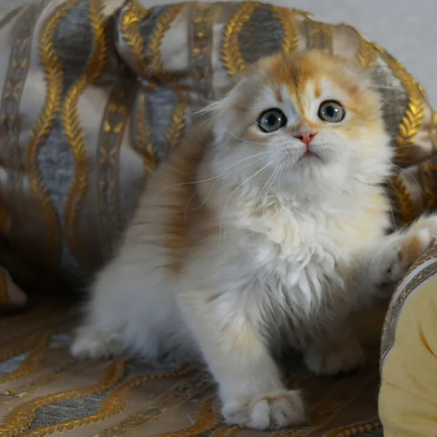 Шотландская золотая шиншилла