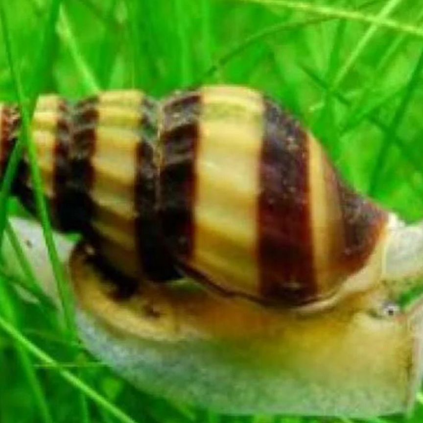 Улитка хелена