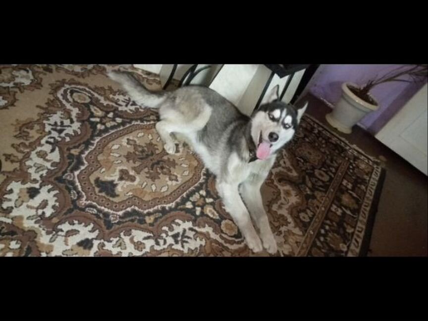 Отдаю хаски, примерно три года мальчик