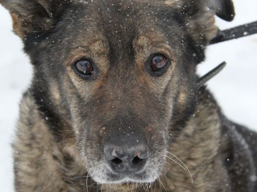 Очень нежная собака из приюта