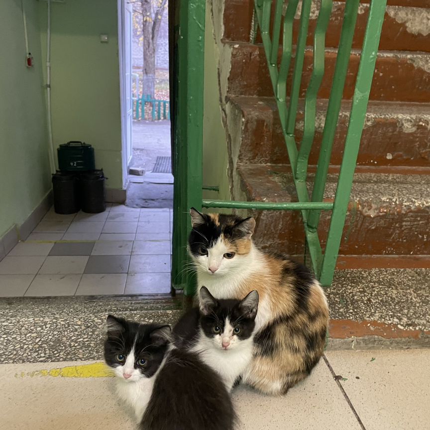 Котята в добрые руки даром