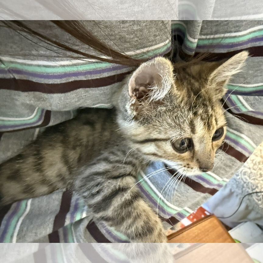 Котёнок в добрые руки