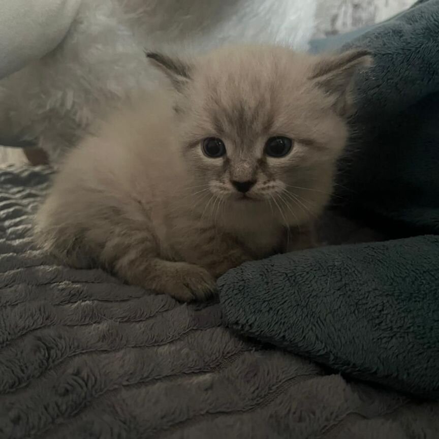 Котята