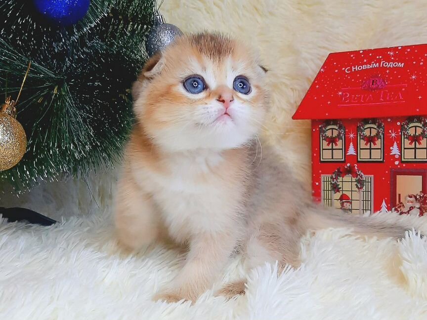 Шотландский вислоухий красавчик