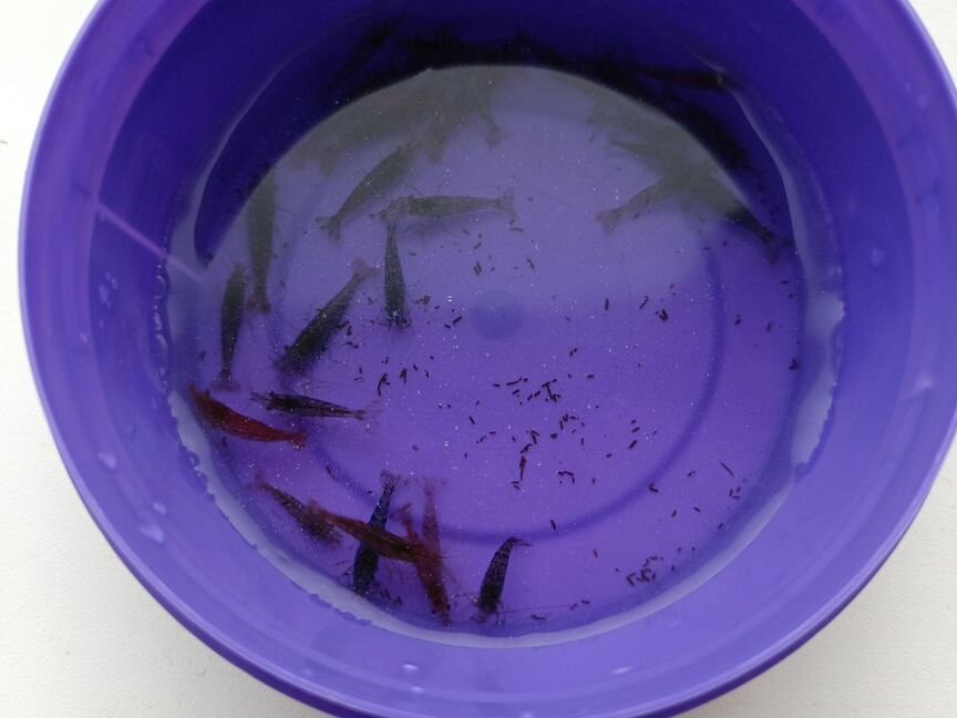 Аквариумные креветки