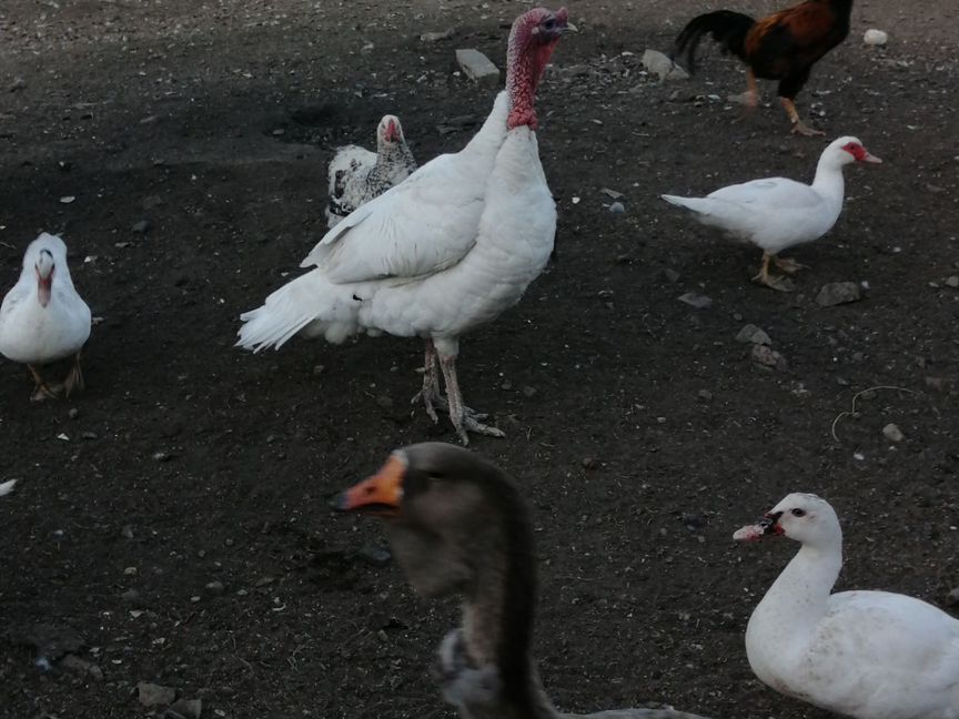 Индюк и две самки семья,мускусные уточки и утаки