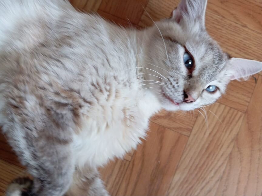 Кошка Невская ласковая