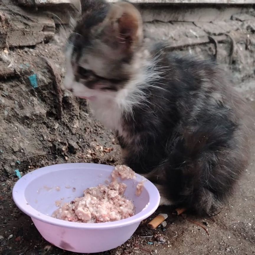 Котенок