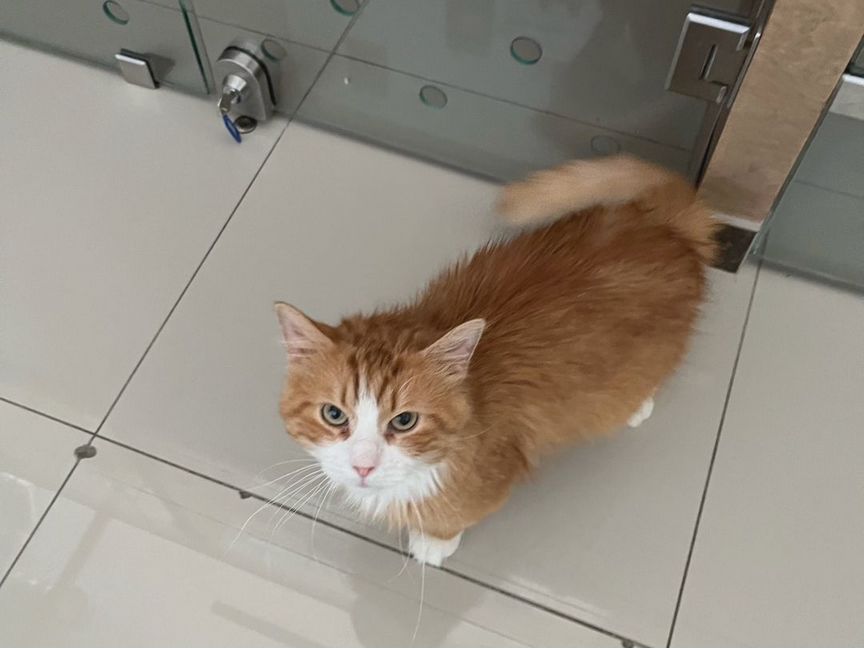 Коту некуда идти