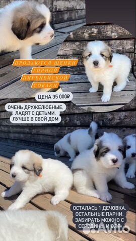 Пиренейская горная собака