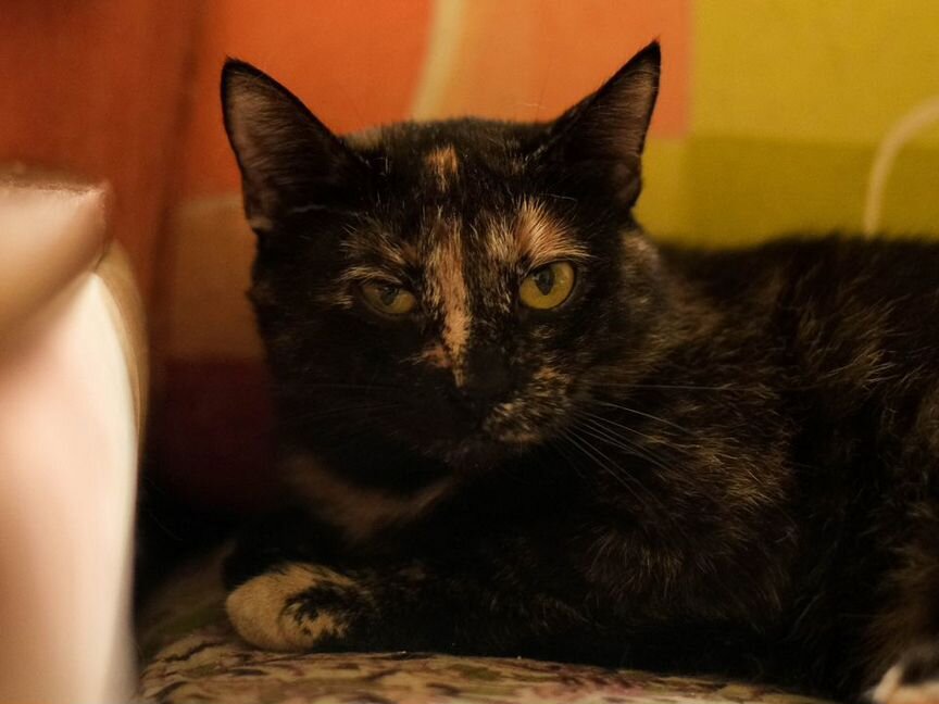 Марта из приюта ищет дом