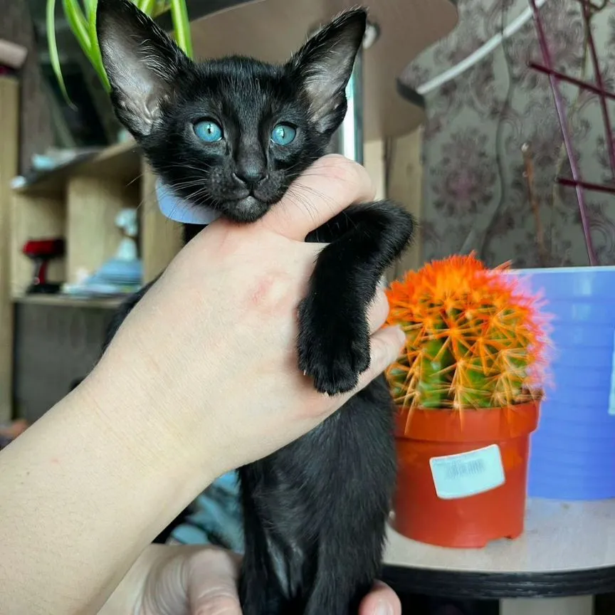 Ориентальные котята с документами