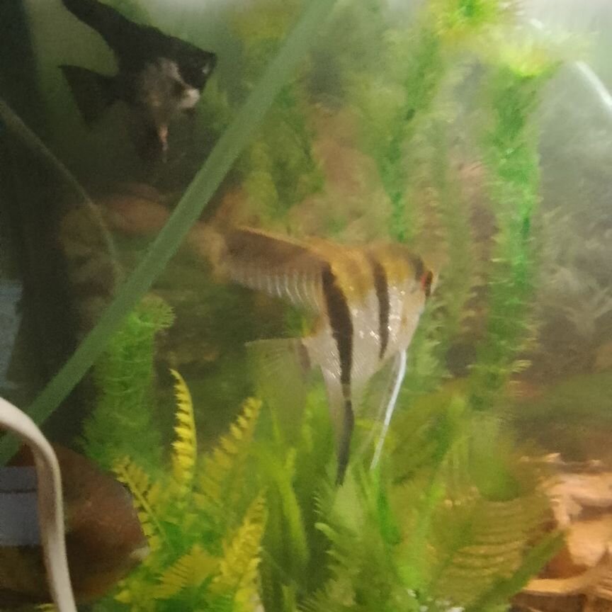 Продам цихлид