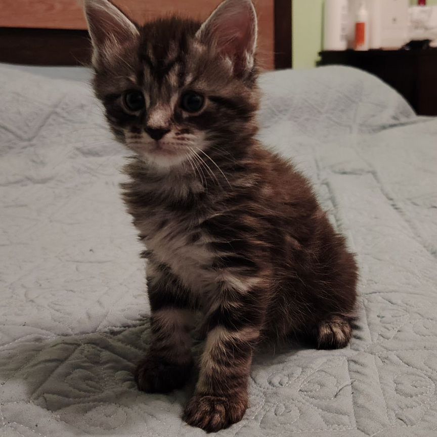 Котята породы мейн-кун