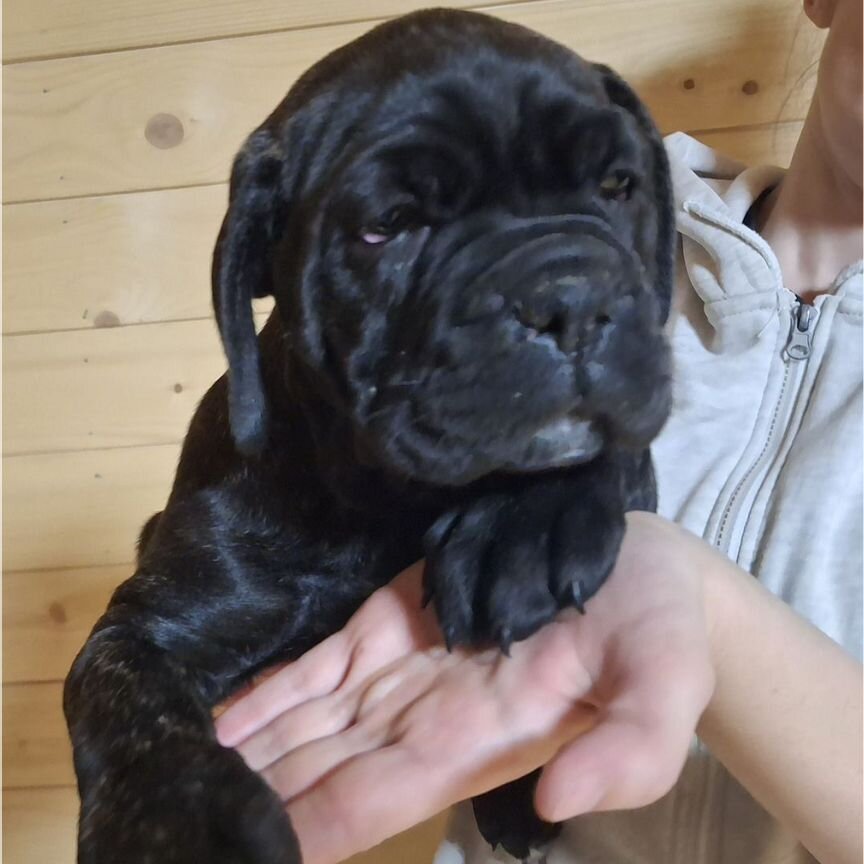 Кане корсо девочка и мальчики